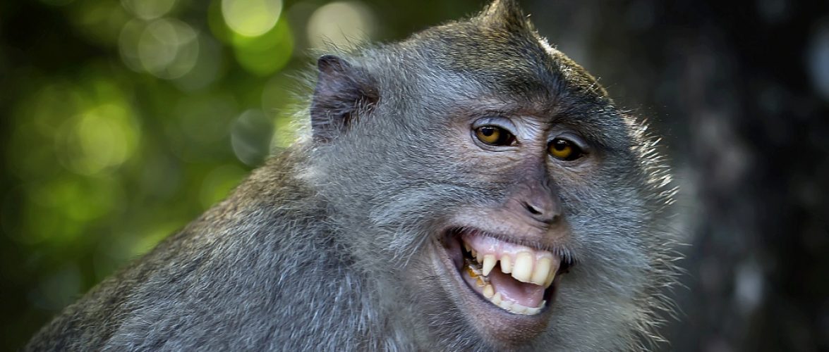 The Monkey: Investors behind Didi and ofo